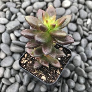 Sedeveria 'Jet Beads' (2" Pot) | Little Prince of Oregon Nursery