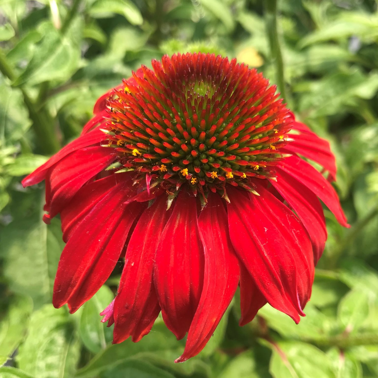 Echinacea Sombrero® Salsa Red - Coneflower USPP #23,105; US 7,982,110 ...