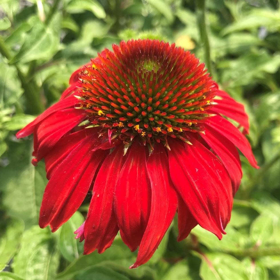 Echinacea Sombrero® Salsa Red - Coneflower USPP #23,105; US 7,982,110 ...