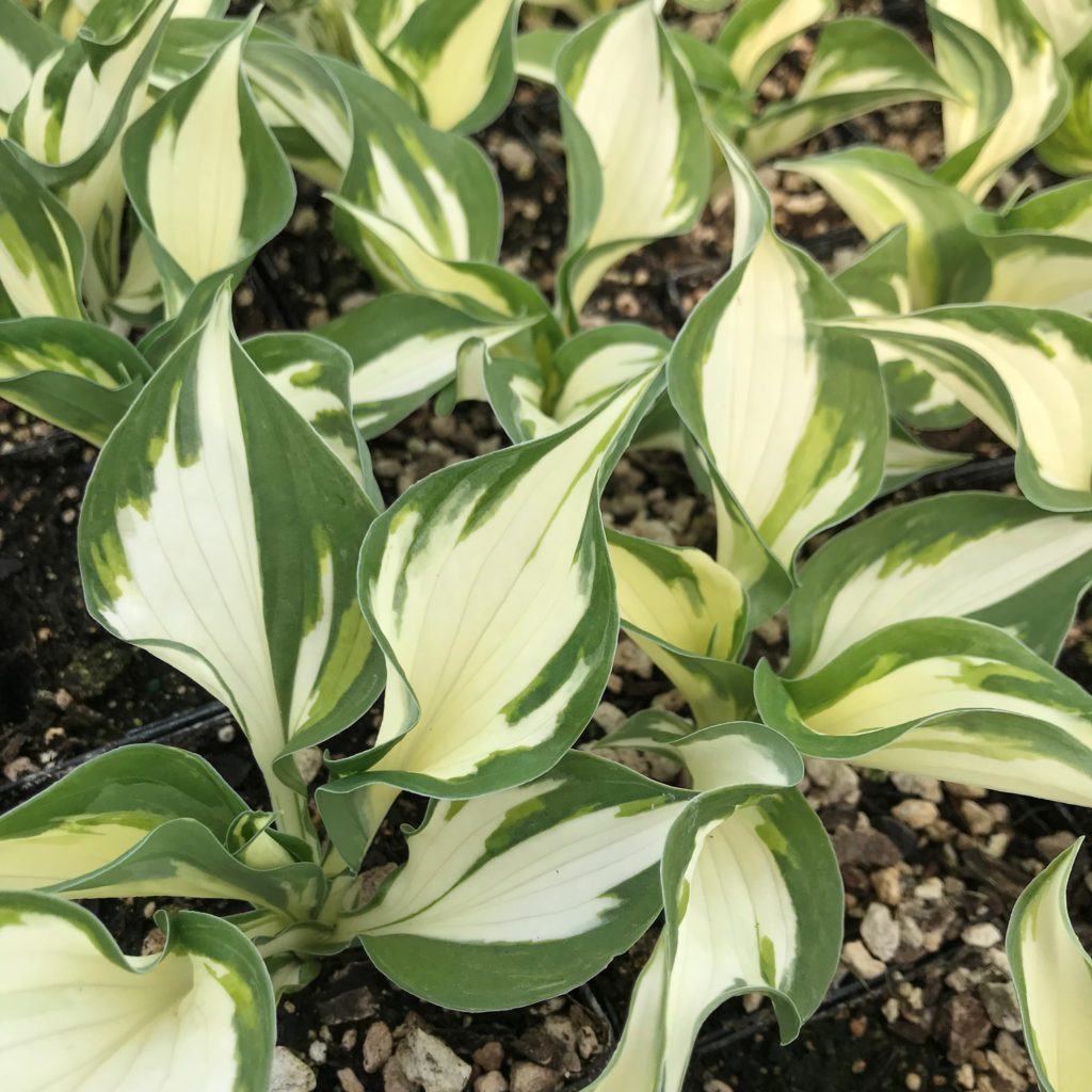 Hosta 'Loyalist' - Plantain Lily (3.5" Pot) | Little Prince of Oregon ...