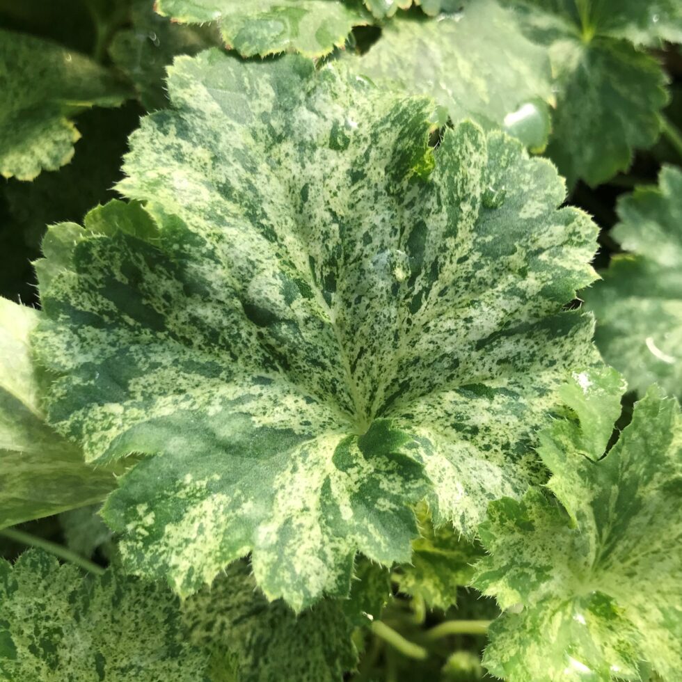 Heuchera sanguinea 'Snow Angel' - Coral Bells (4.5" Pot) | Little ...