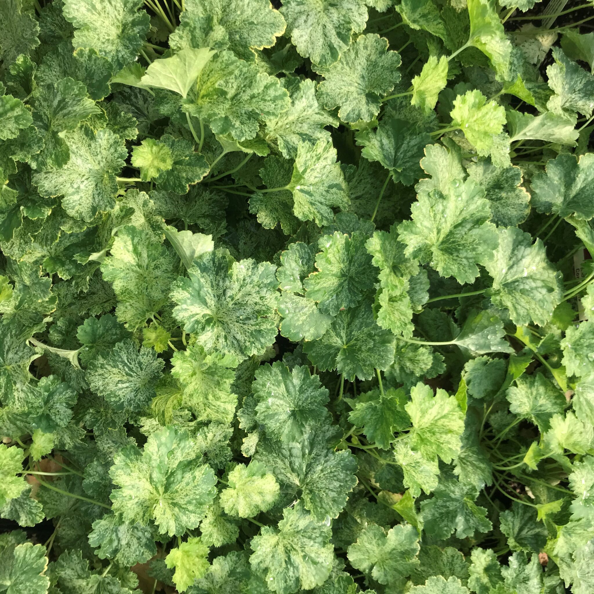 Heuchera sanguinea 'Snow Angel' - Coral Bells (4.5" Pot) | Little ...