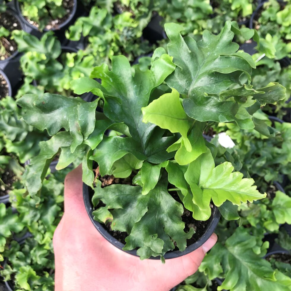 Phlebosia 'Nicolas Diamond' - Fern (4.5" Pot) | Little Prince of Oregon ...