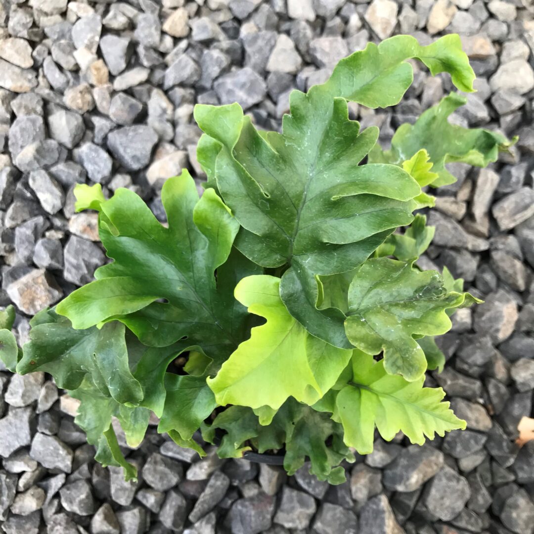 Phlebosia 'Nicolas Diamond' - Fern (4.5" Pot) | Little Prince of Oregon ...