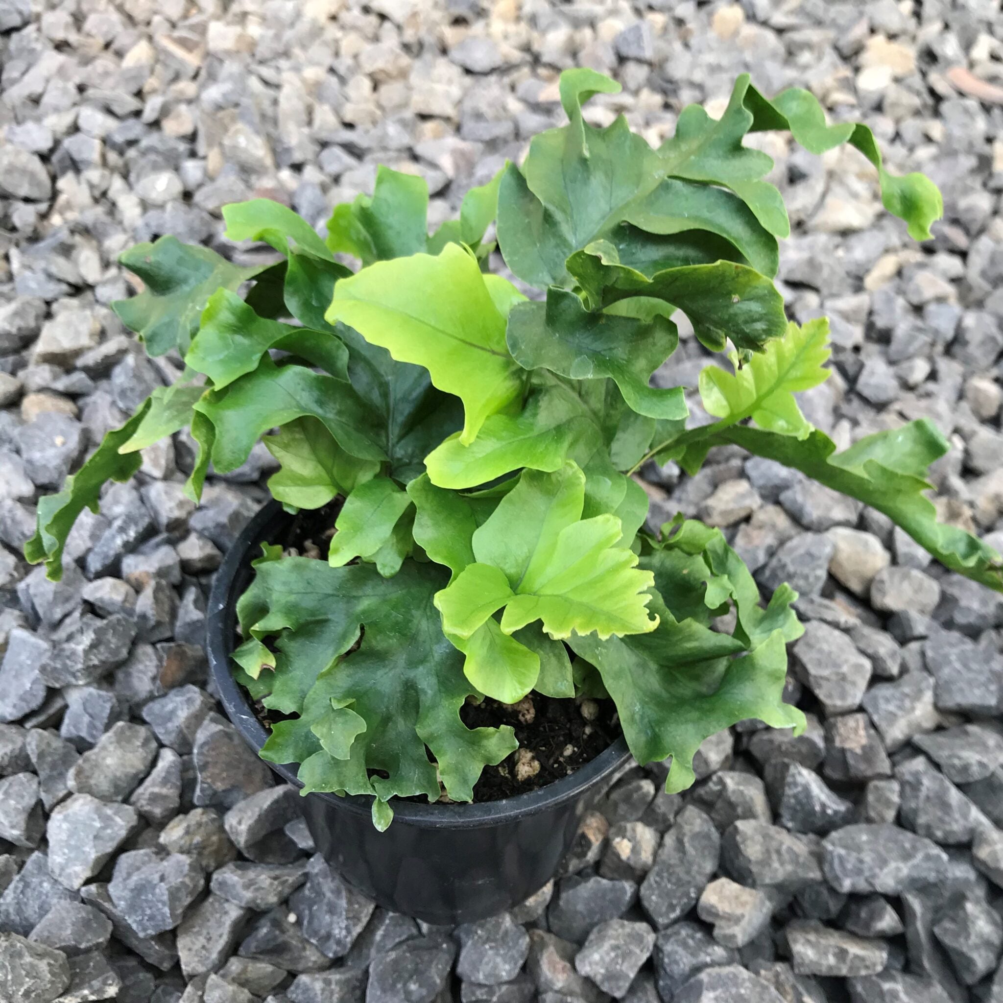 Phlebosia 'Nicolas Diamond' - Fern (4.5" Pot) | Little Prince of Oregon ...