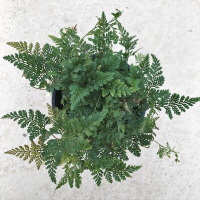Davallia tyermanii - White Rabbit's Foot Fern (4.5" Pot) | Little ...