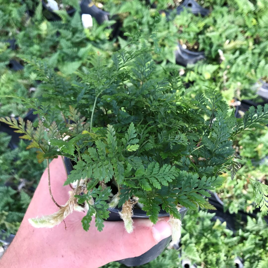 Davallia tyermanii - White Rabbit's Foot Fern (4.5" Pot) | Little ...