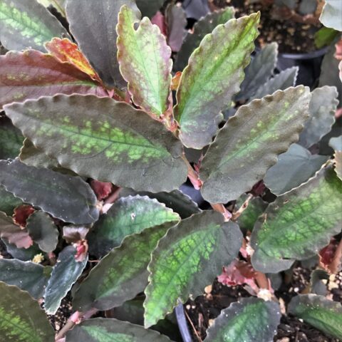 Pellionia repens – Trailing Watermelon Begonia (4.5" Pot) | Little ...