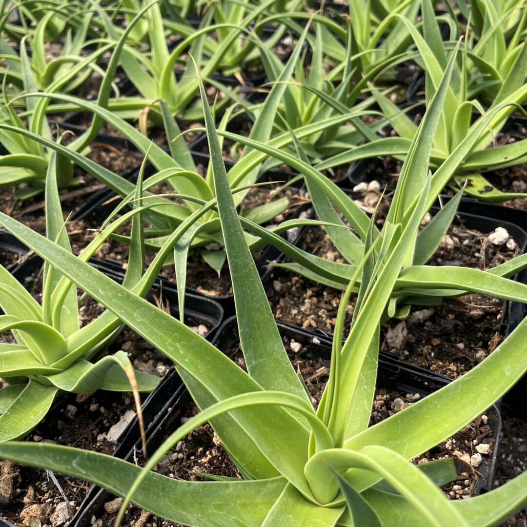 Agave bracteosa 'Calamar' - Century Plant (4.5" Pot) | Little Prince of ...