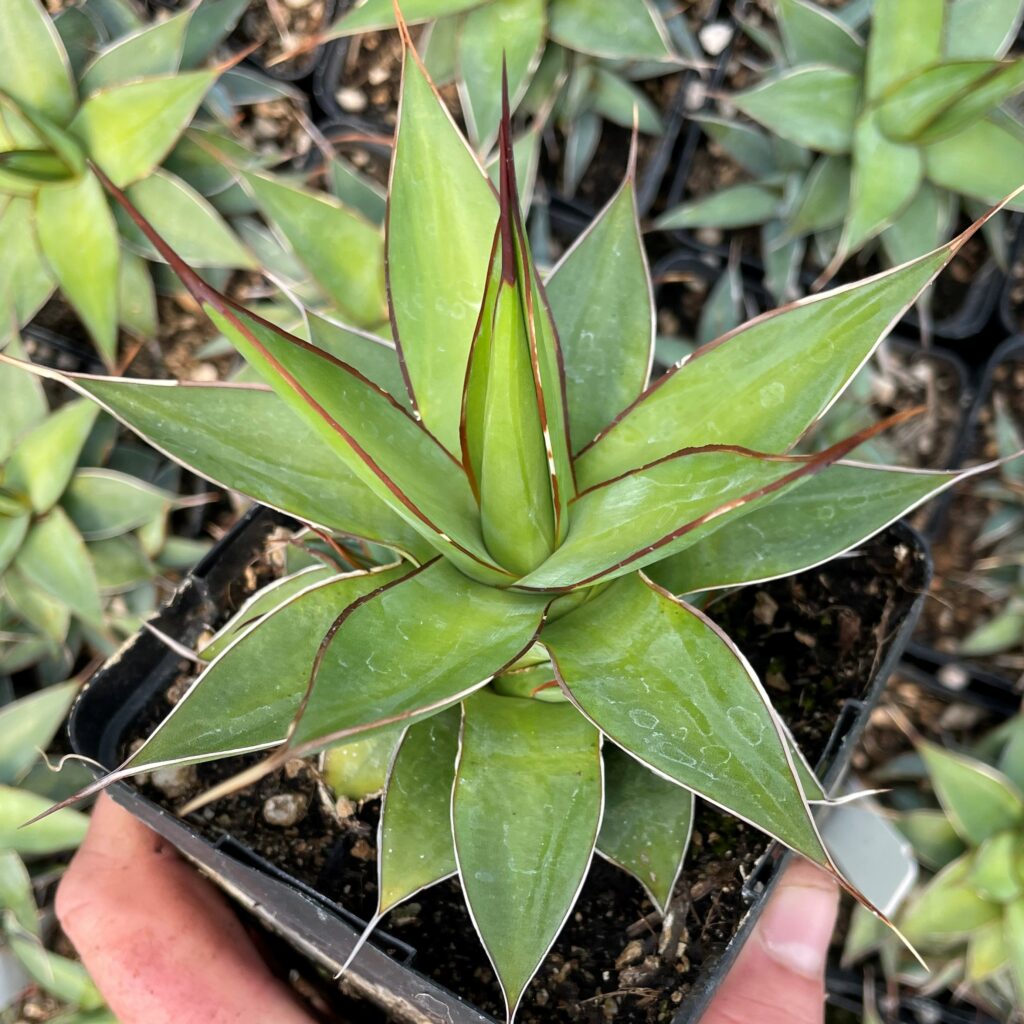 Agave impressa 'Impressive' - Century Plant (4.5" Pot) | Little Prince ...