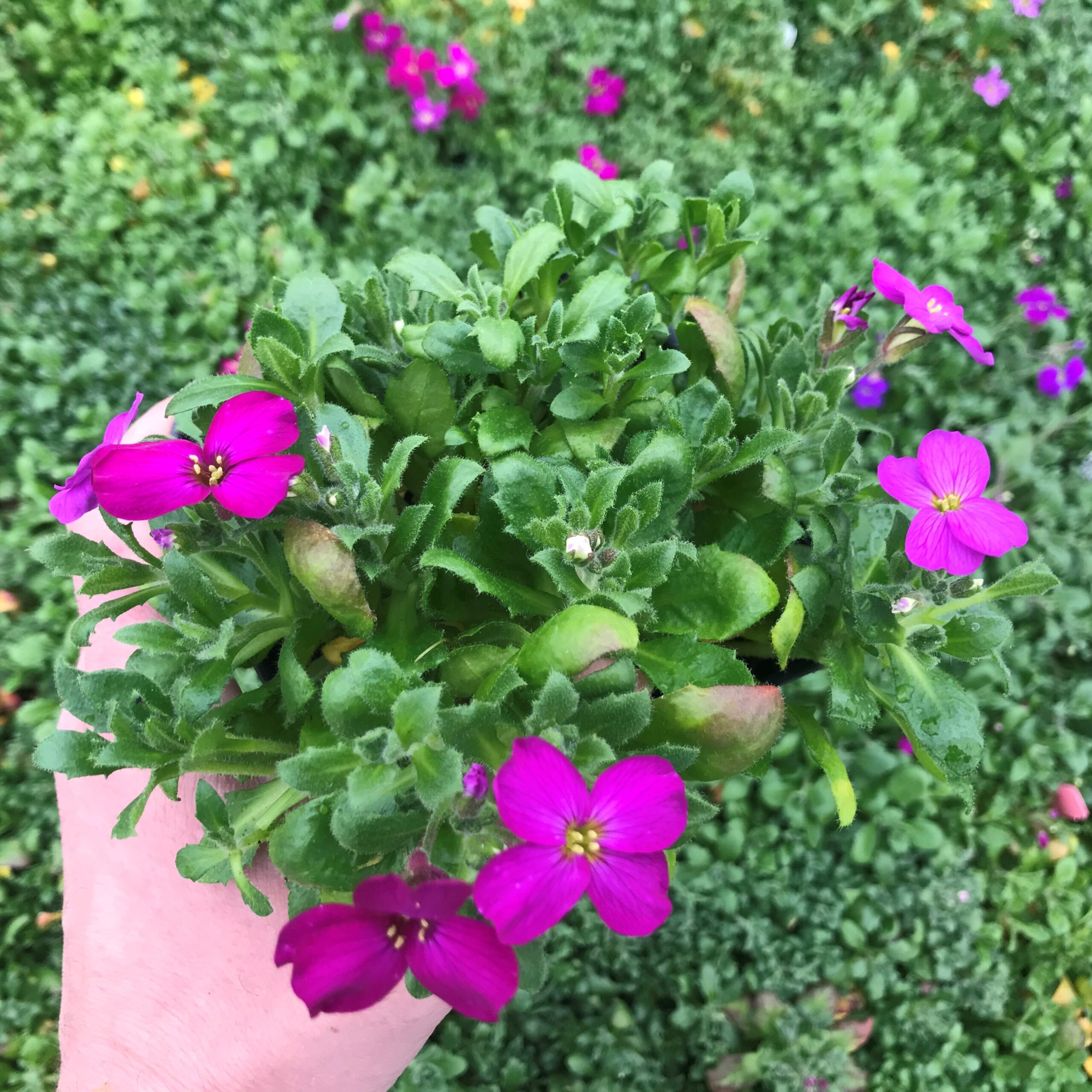 Aubrieta 'Red Cascade' - Rock Cress (4" Pot) | Little Prince of Oregon ...