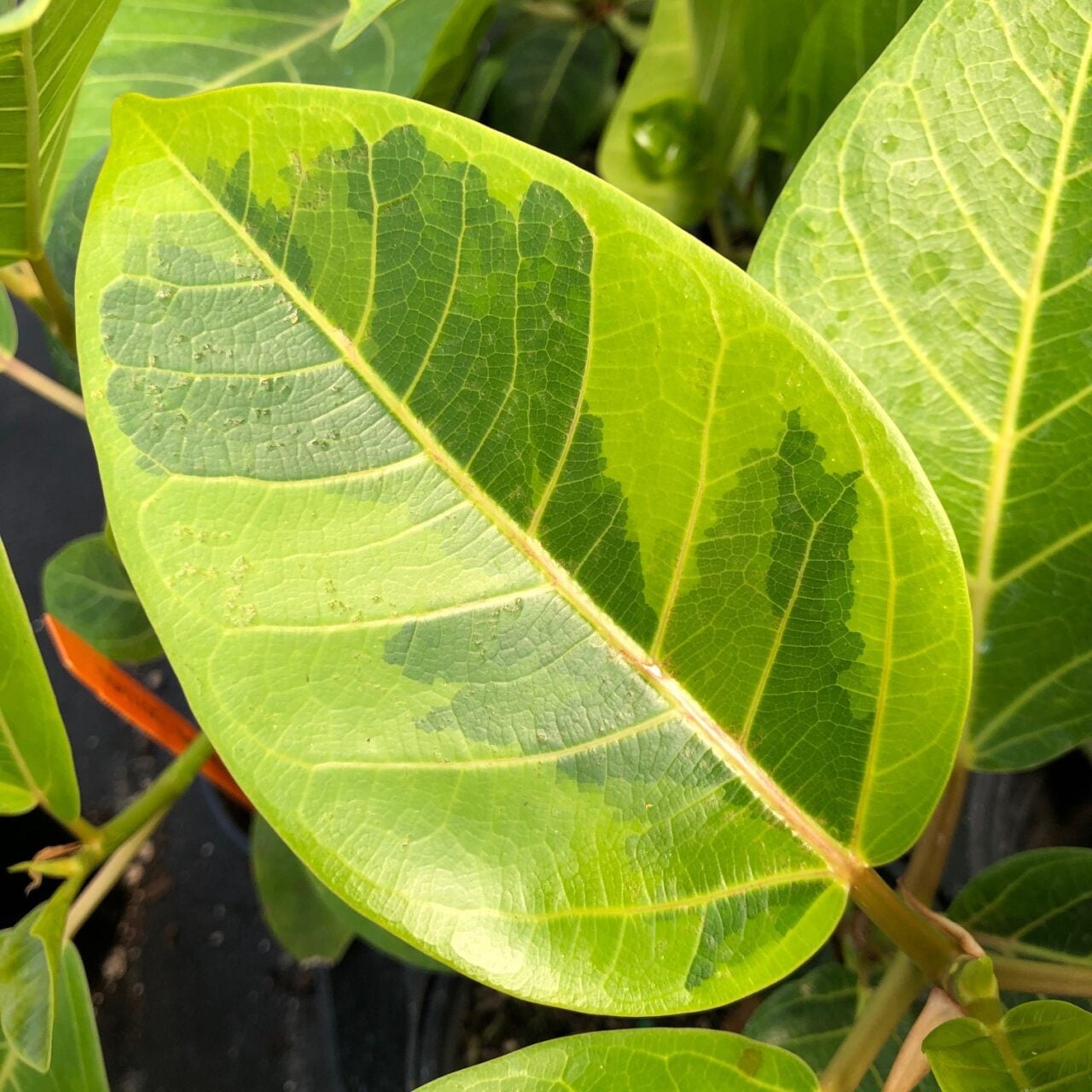 Ficus altissima 'Yellow Gem' - Variegated Rubber Tree (4.5" Pot ...