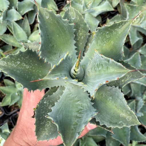 Agave potatorum 'Cameron Blue' - Century Plant (4.5" Pot) | Little ...