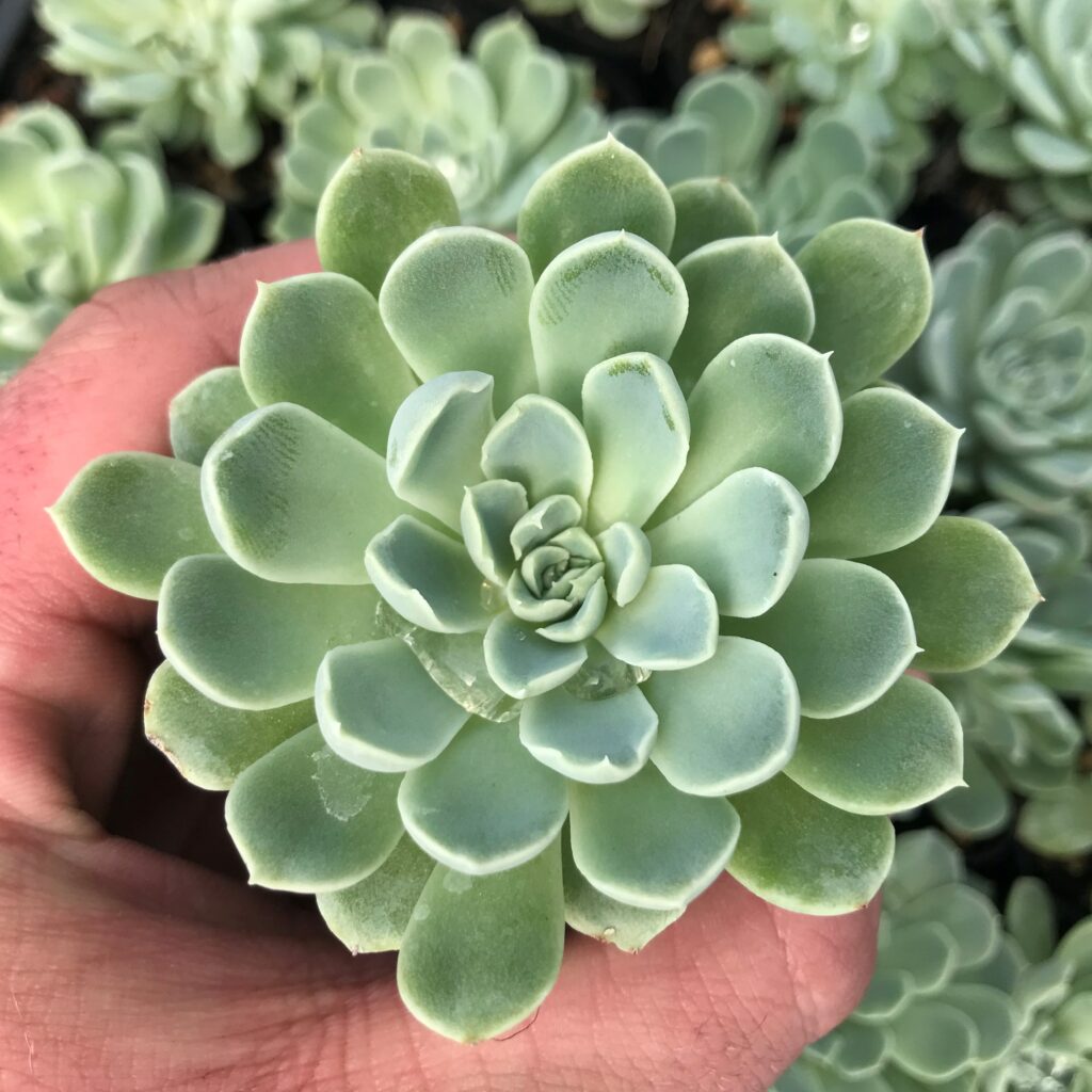 Echeveria secunda (2" Pot) | Little Prince of Oregon Nursery