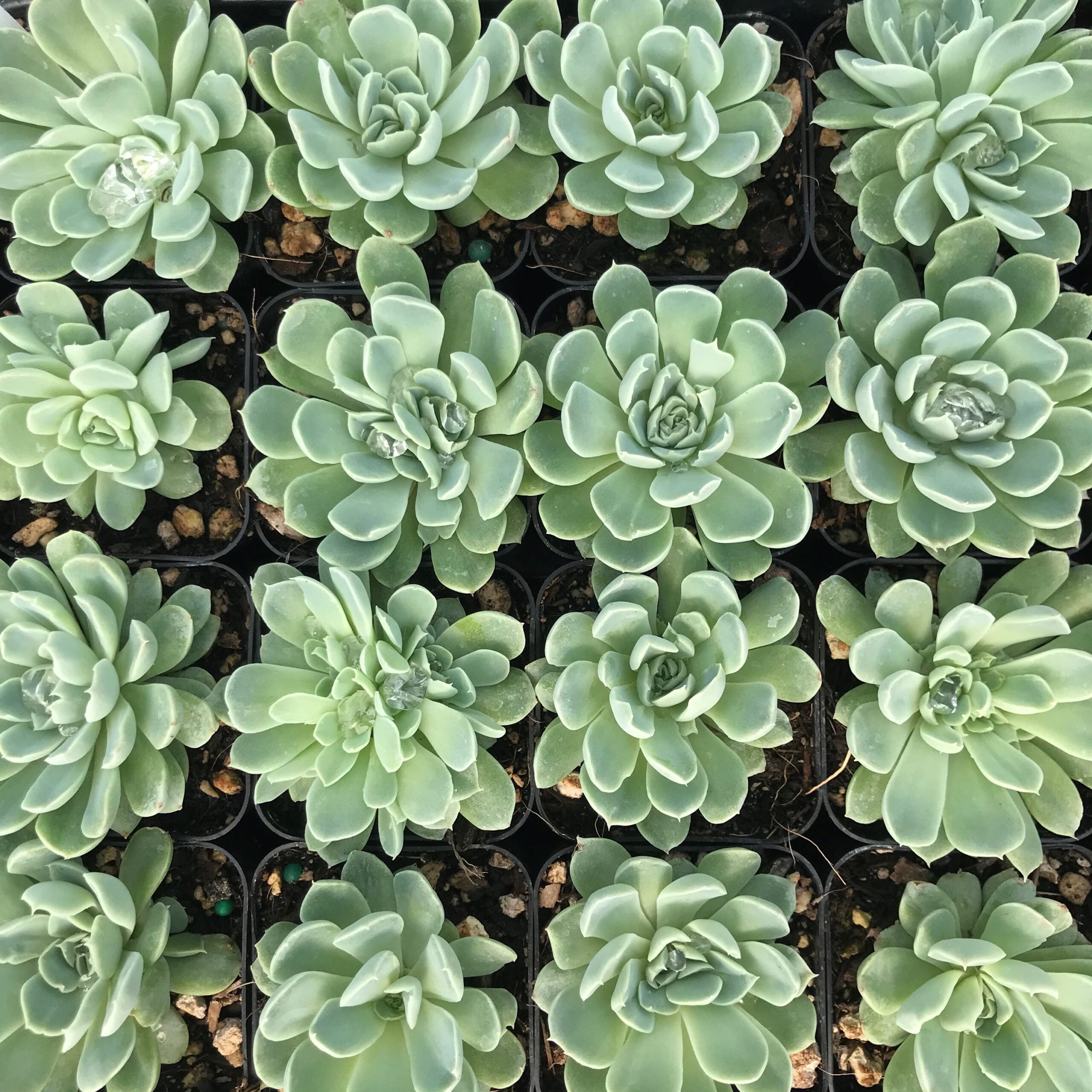 Echeveria secunda (2" Pot) | Little Prince of Oregon Nursery
