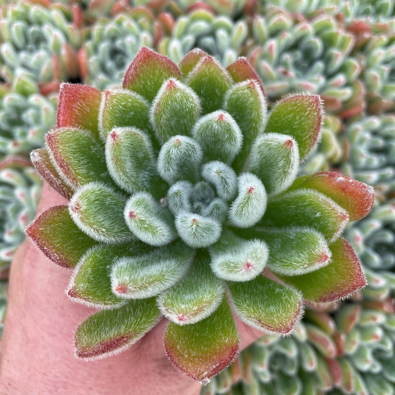 Echeveria setosa - Mexican Firecracker Plant (2" Pot) | Little Prince ...
