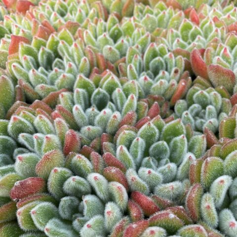 Echeveria setosa - Mexican Firecracker Plant (2" Pot) | Little Prince ...