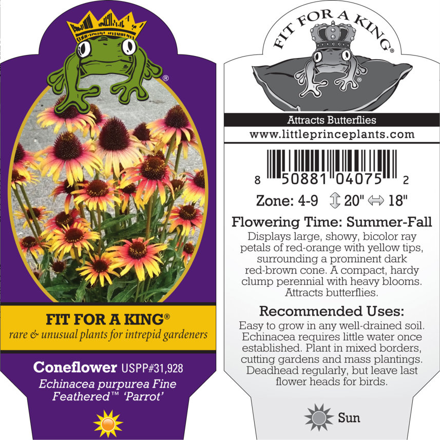 Echinacea purpurea Fine Feathered™ 'Parrot' - Coneflower USPP #31,928 ...