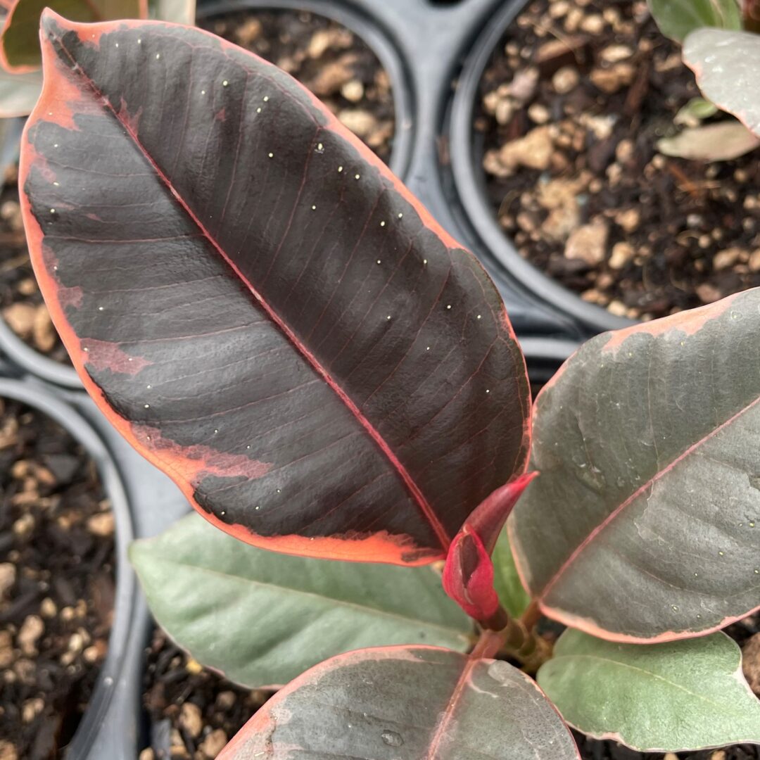 Ficus elastica 'Ruby' - Tricolor Rubber Tree (4.5" Pot) | Little Prince ...