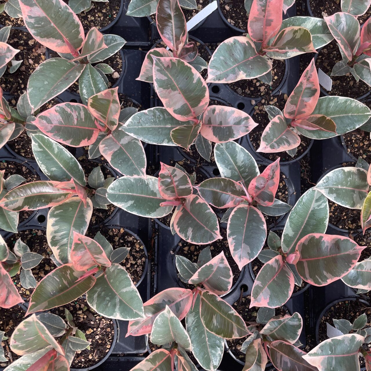 Ficus elastica 'Ruby' - Tricolor Rubber Tree (4.5" Pot) | Little Prince ...
