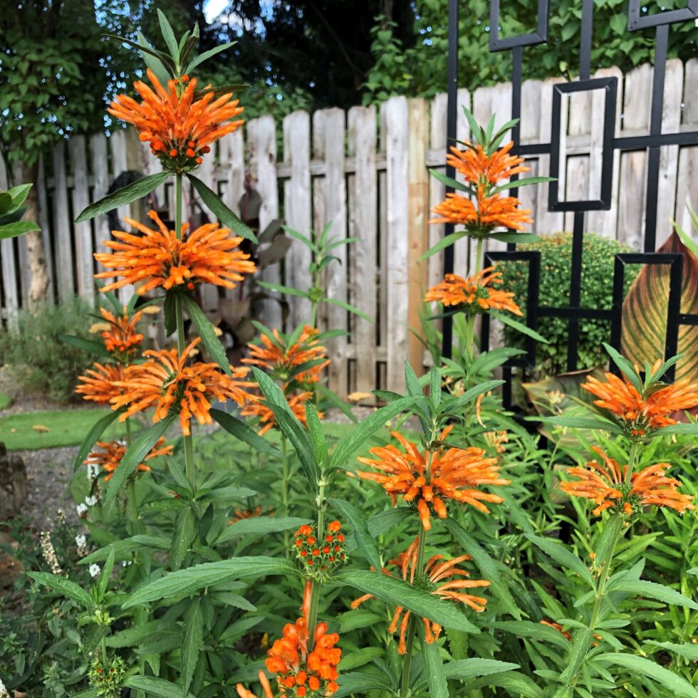 Leonotis leonorus - Lion's Ear (4.5" Pot) | Little Prince of Oregon Nursery