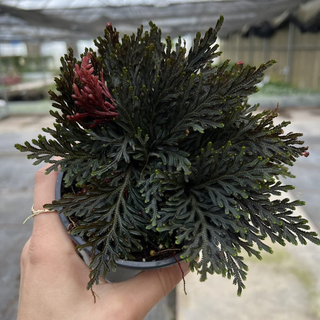 Selaginella erythropus 'Sanguinea' - Ruby Red Club Moss (4.5" Pot ...