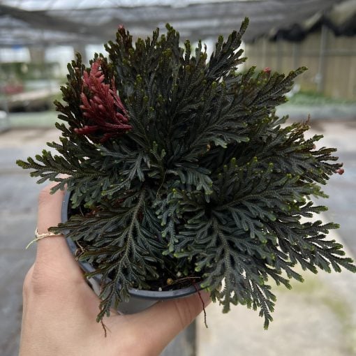 Selaginella erythropus 'Sanguinea' - Ruby Red Club Moss (4.5" Pot ...
