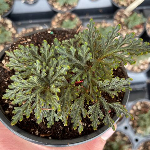 Selaginella erythropus 'Sanguinea' - Ruby Red Club Moss (4.5" Pot ...