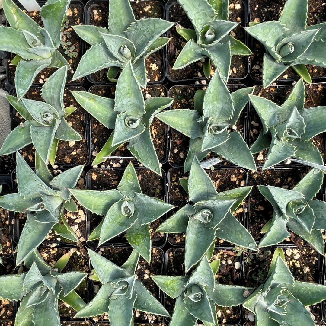 Agave 'Mr. Ripple' - Century Plant (4.5" Pot) | Little Prince of Oregon ...