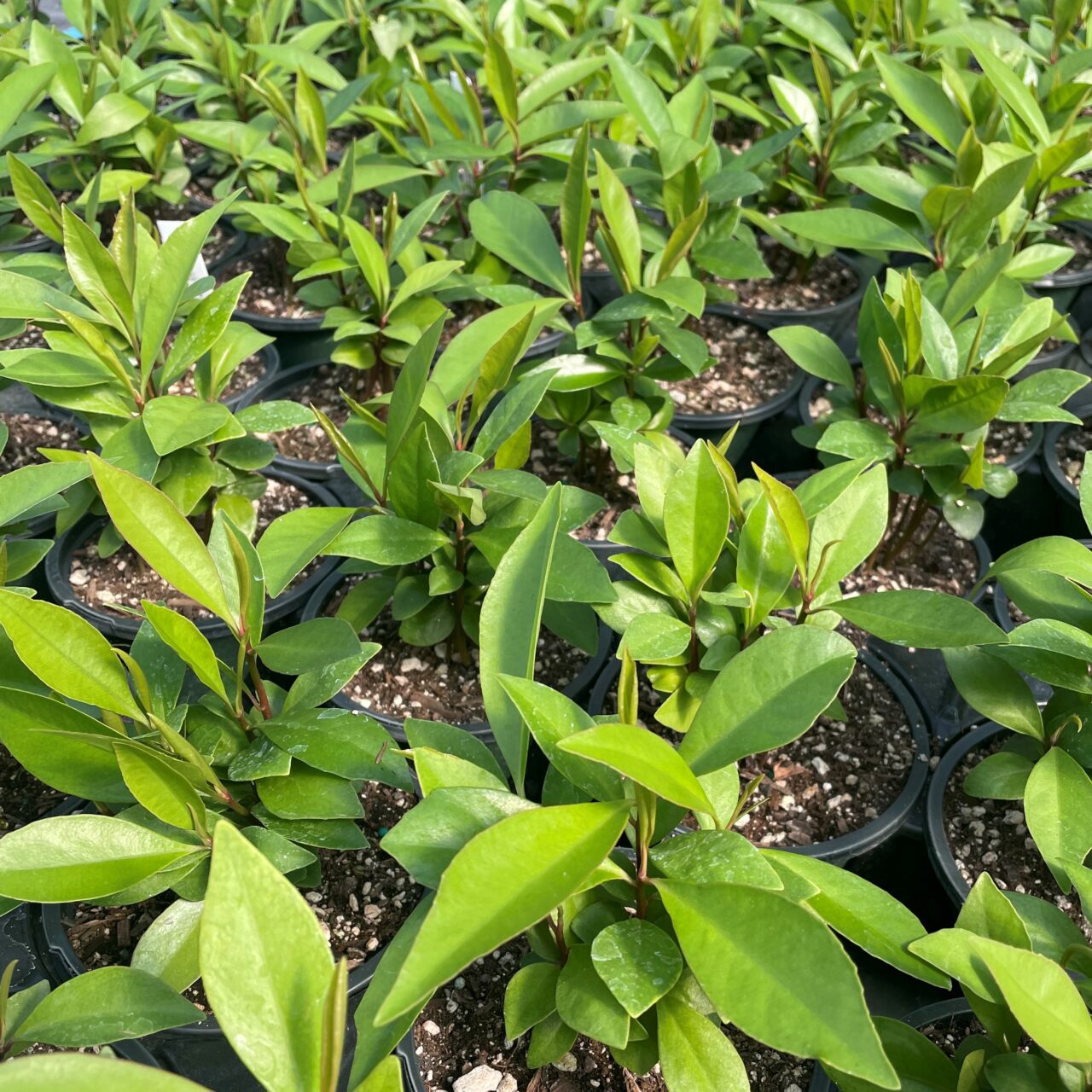 Ardisia humilis - Shoebutton Plant (4.5" Pot) | Little Prince of Oregon ...