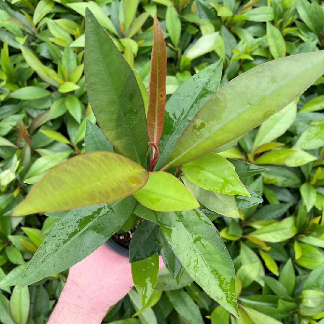 Ardisia humilis - Shoebutton Plant (4.5" Pot) | Little Prince of Oregon ...