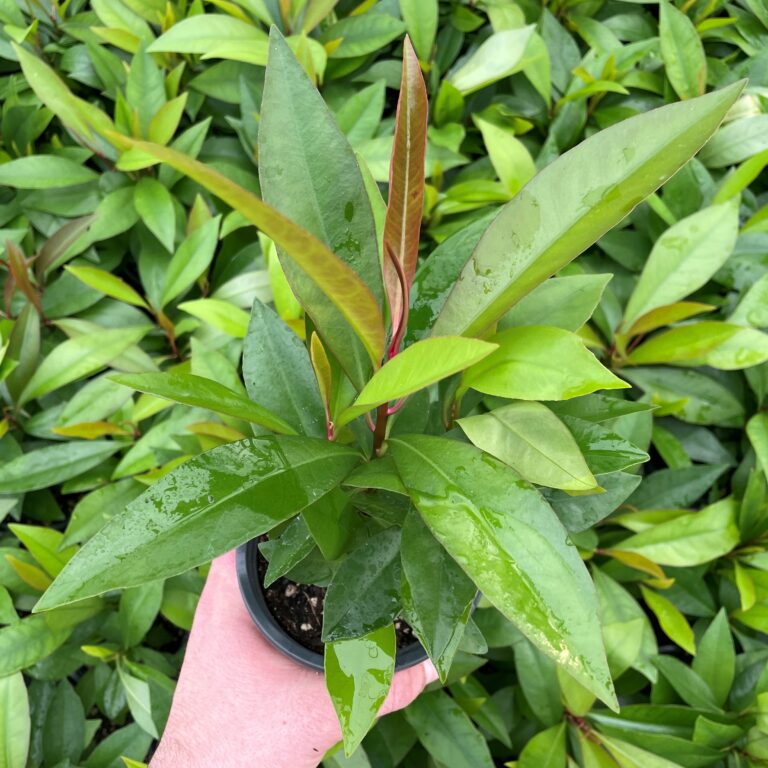 Ardisia humilis - Shoebutton Plant (4.5" Pot) | Little Prince of Oregon ...
