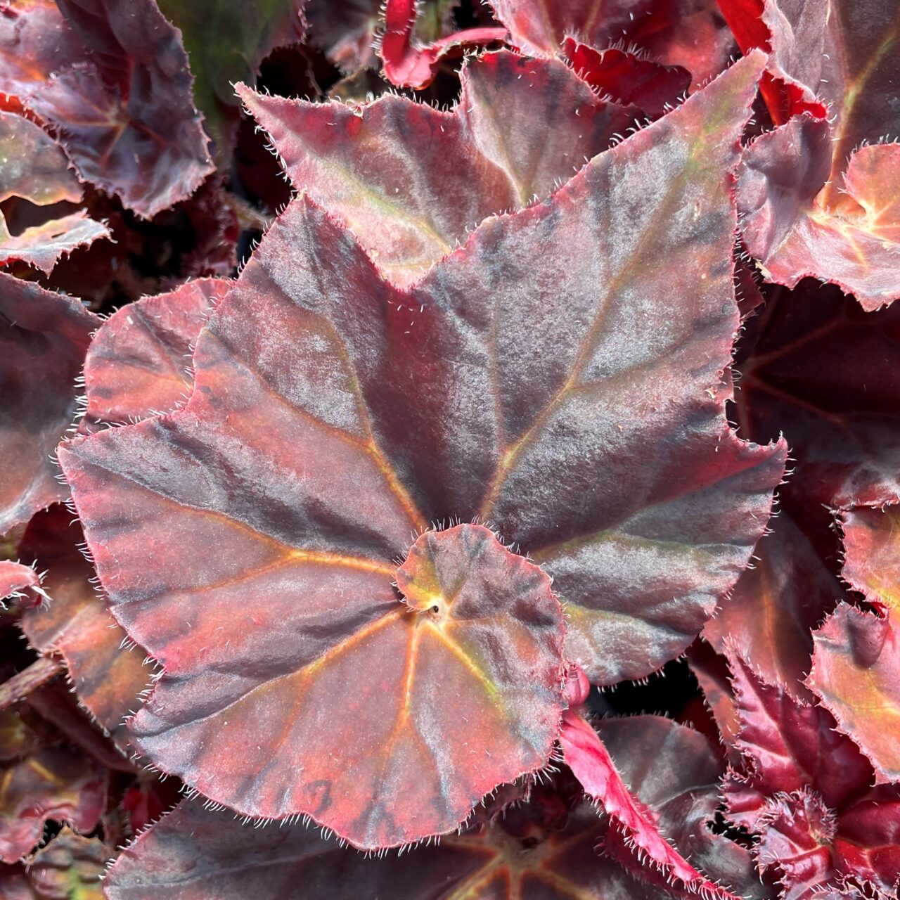Begonia 'Peter Sharp' (4.5" Pot) | Little Prince of Oregon Nursery