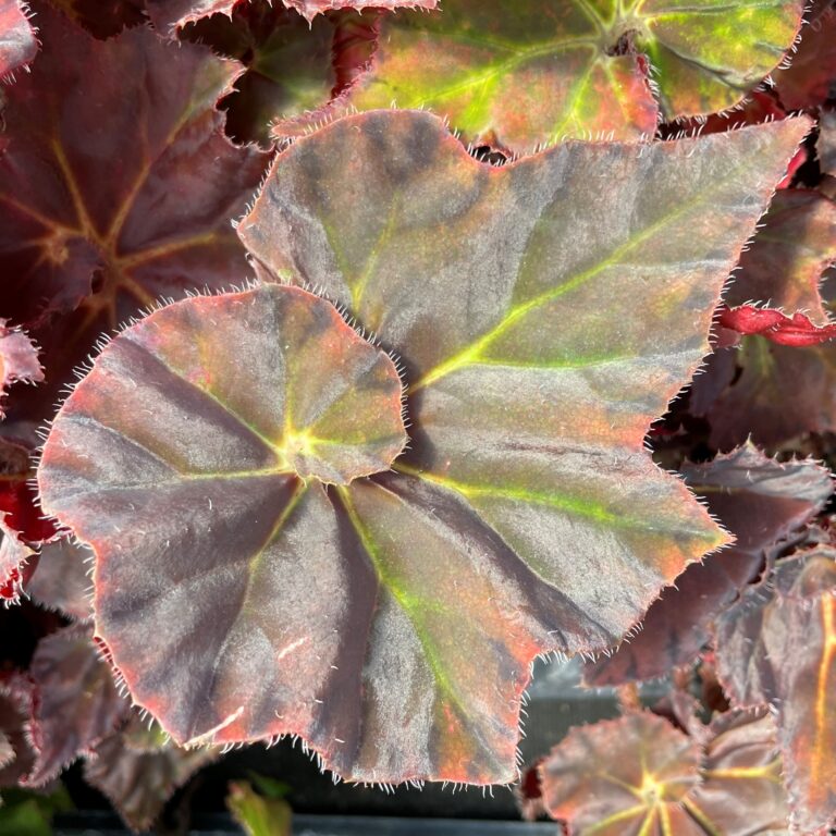 Begonia 'Peter Sharp' (4.5" Pot) | Little Prince of Oregon Nursery