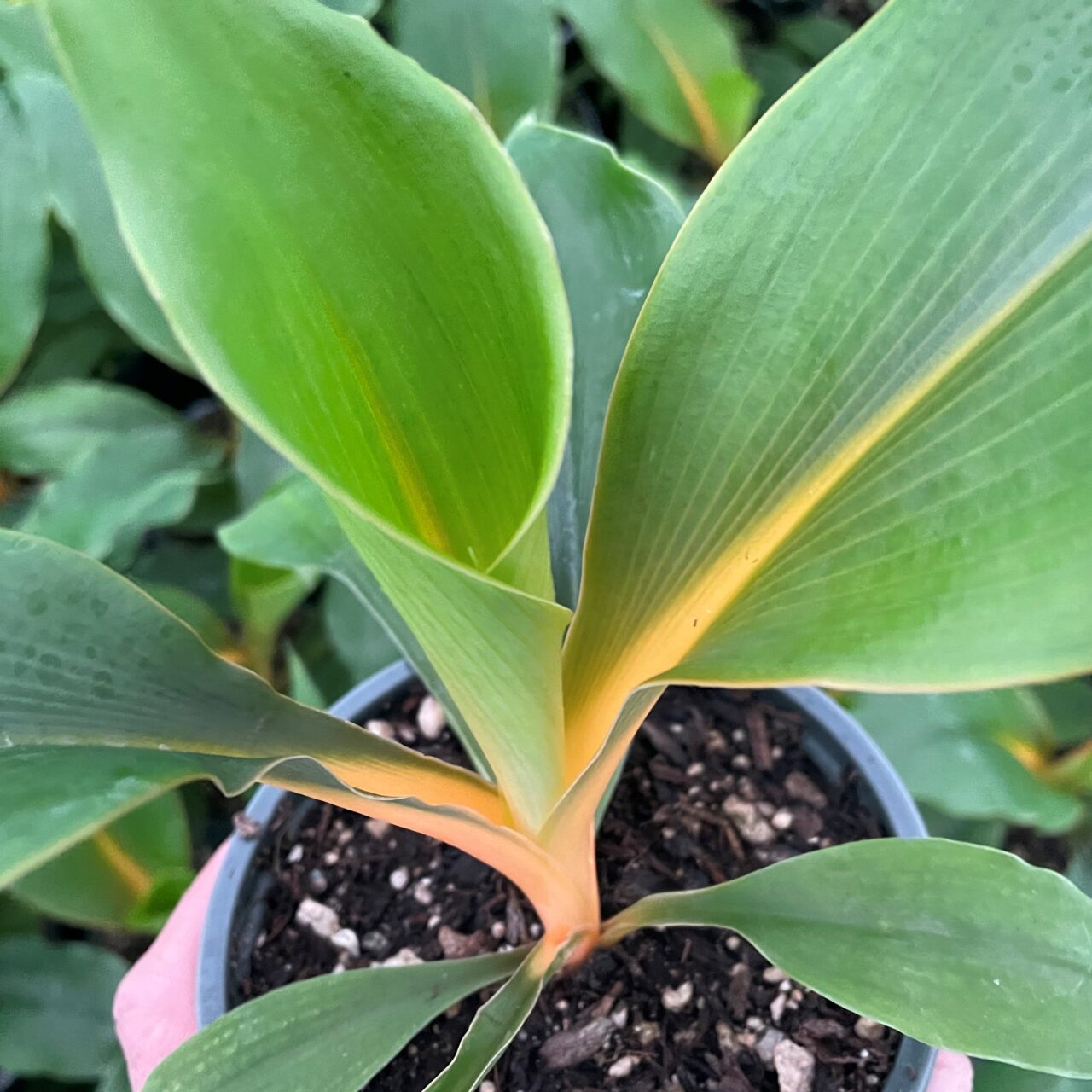 Chlorophytum orchidastrum Green/Orange - Fire Flash Spider Plant ...