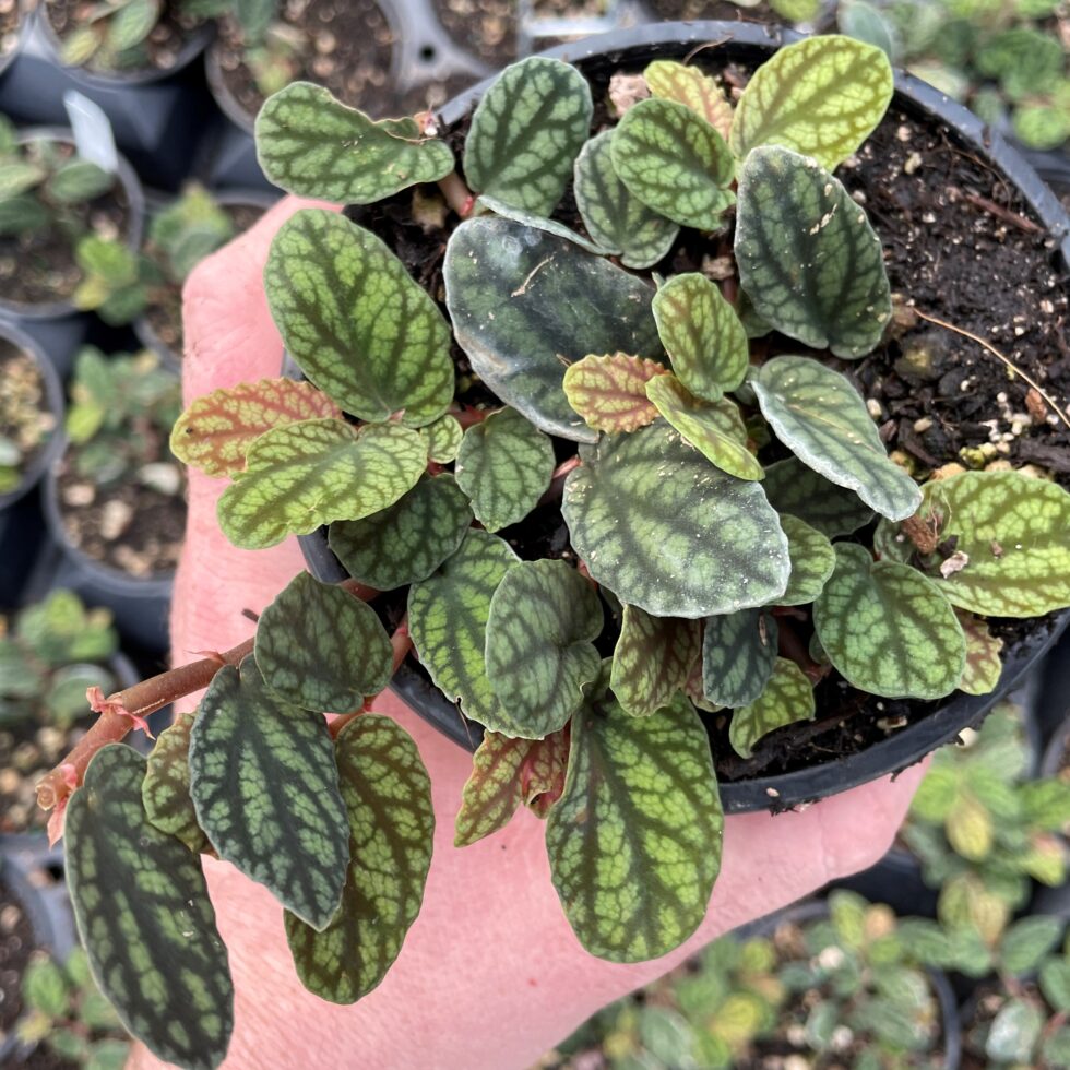 Pellionia pulchra – Trailing Watermelon Vine, Rainbow Vine, Polynesian ...