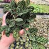 Pellionia pulchra – Trailing Watermelon Vine, Rainbow Vine, Polynesian ...