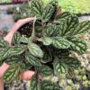 Pellionia pulchra – Trailing Watermelon Vine, Rainbow Vine, Polynesian ...