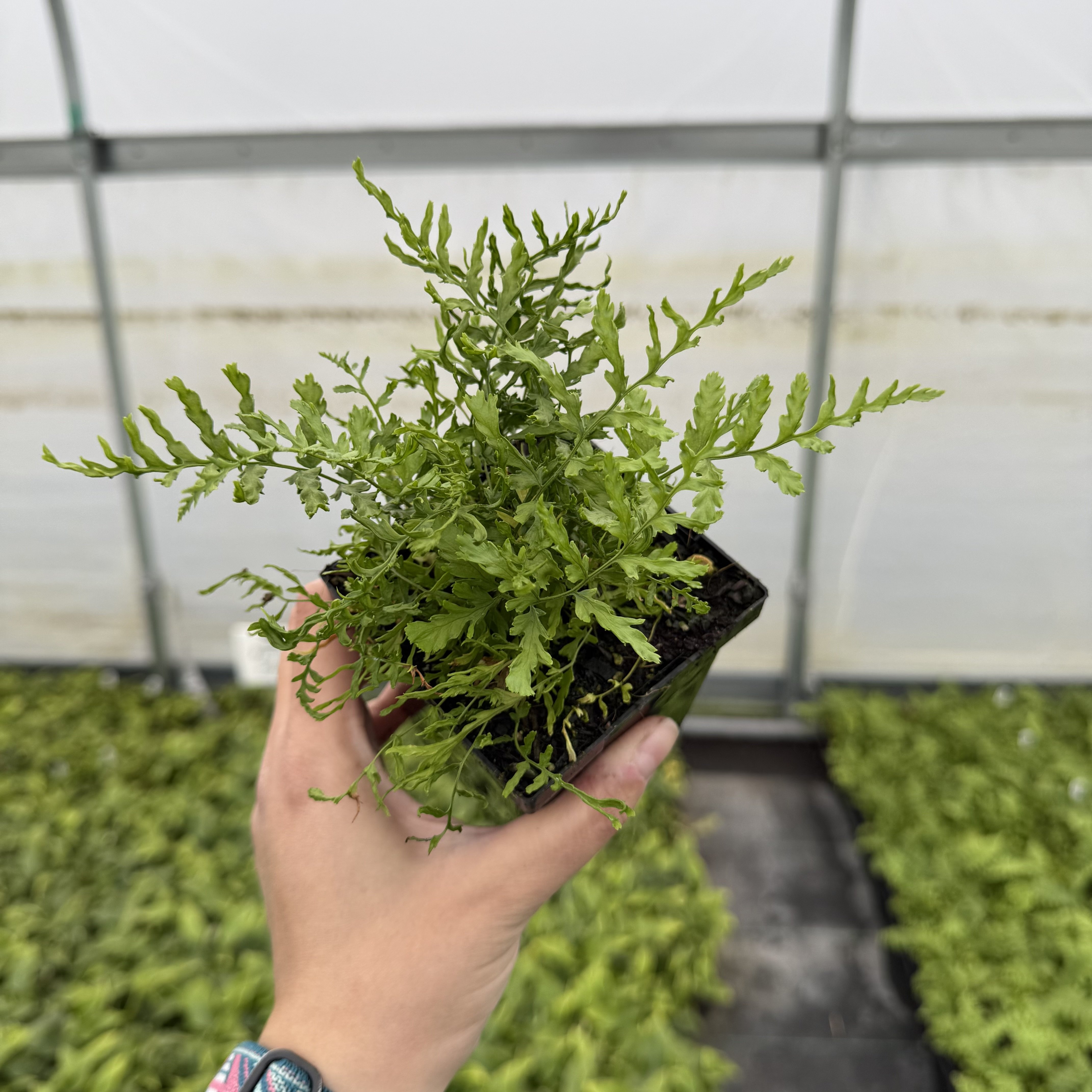Dryopteris filix-mas 'Linearis Polydactyla' - Male Fern (3.5" Pot ...