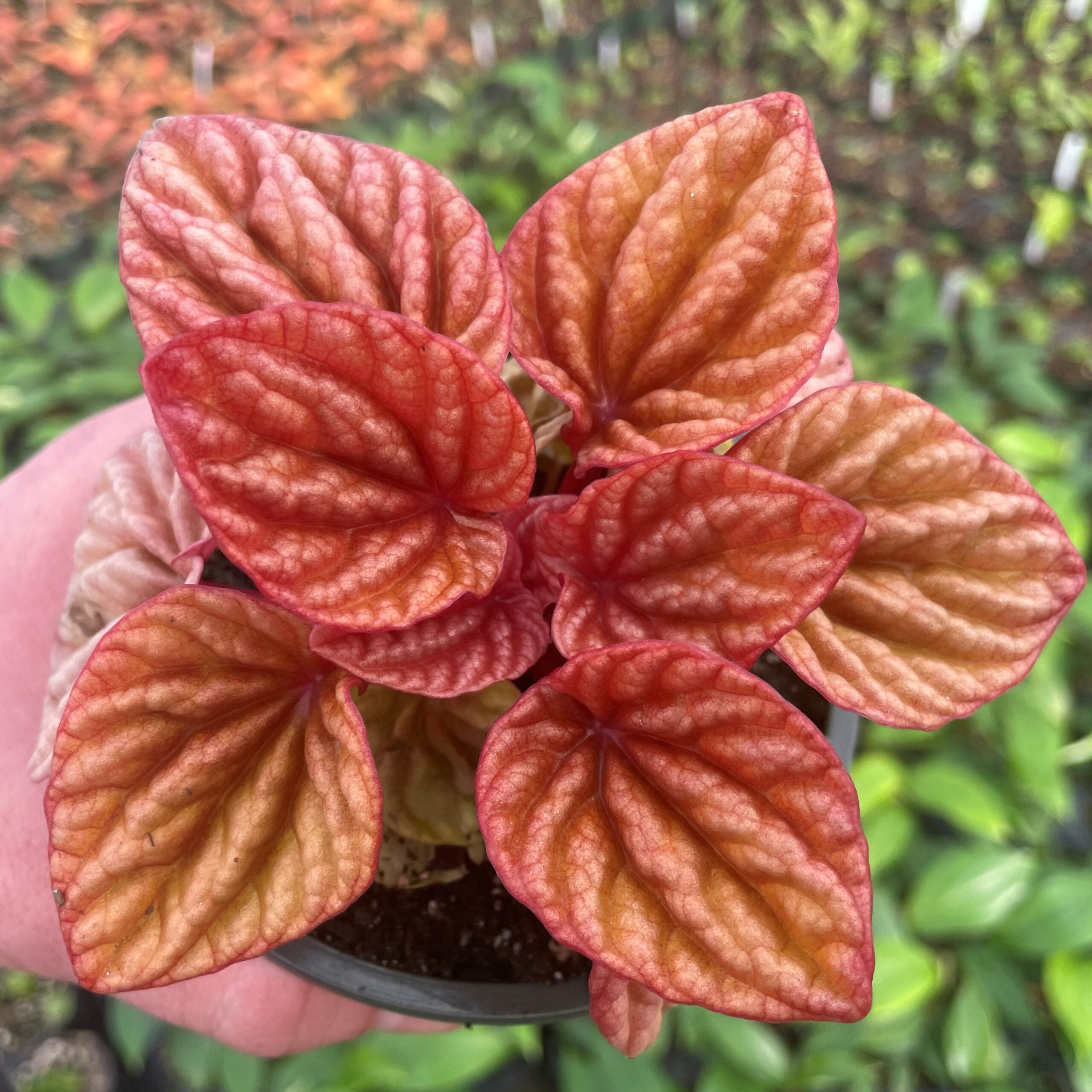Peperomia caperata 'Quito' - Radiator Plant (4.5" Pot) | Little Prince ...
