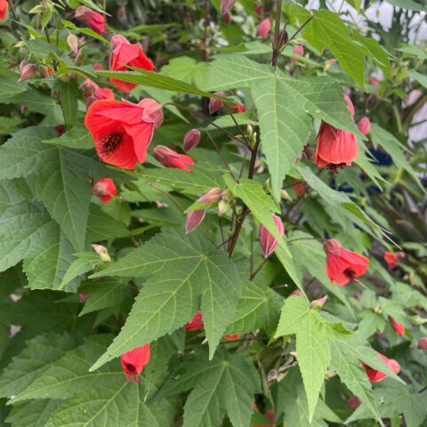 Abutilon 'Dwarf Red' - Flowering Maple (4.5" Pot)