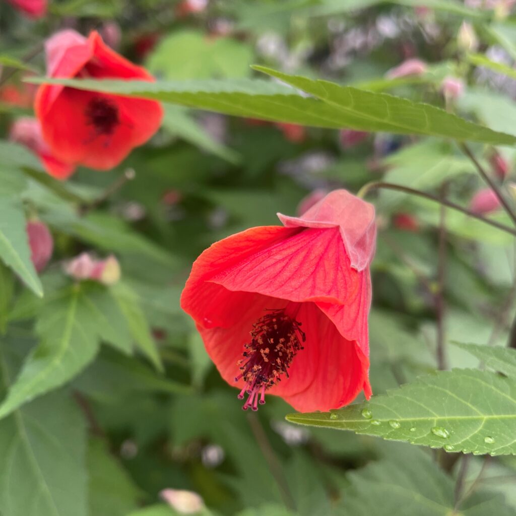 Abutilon 'Dwarf Red' - Flowering Maple (4.5" Pot)