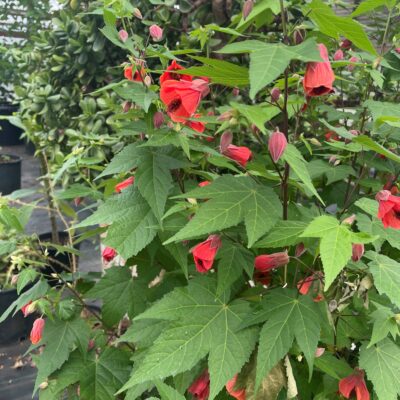 Abutilon 'Dwarf Red' - Flowering Maple (4.5" Pot)