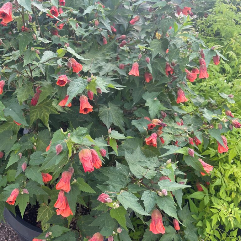 Abutilon 'Dwarf Red' - Flowering Maple (4.5" Pot)