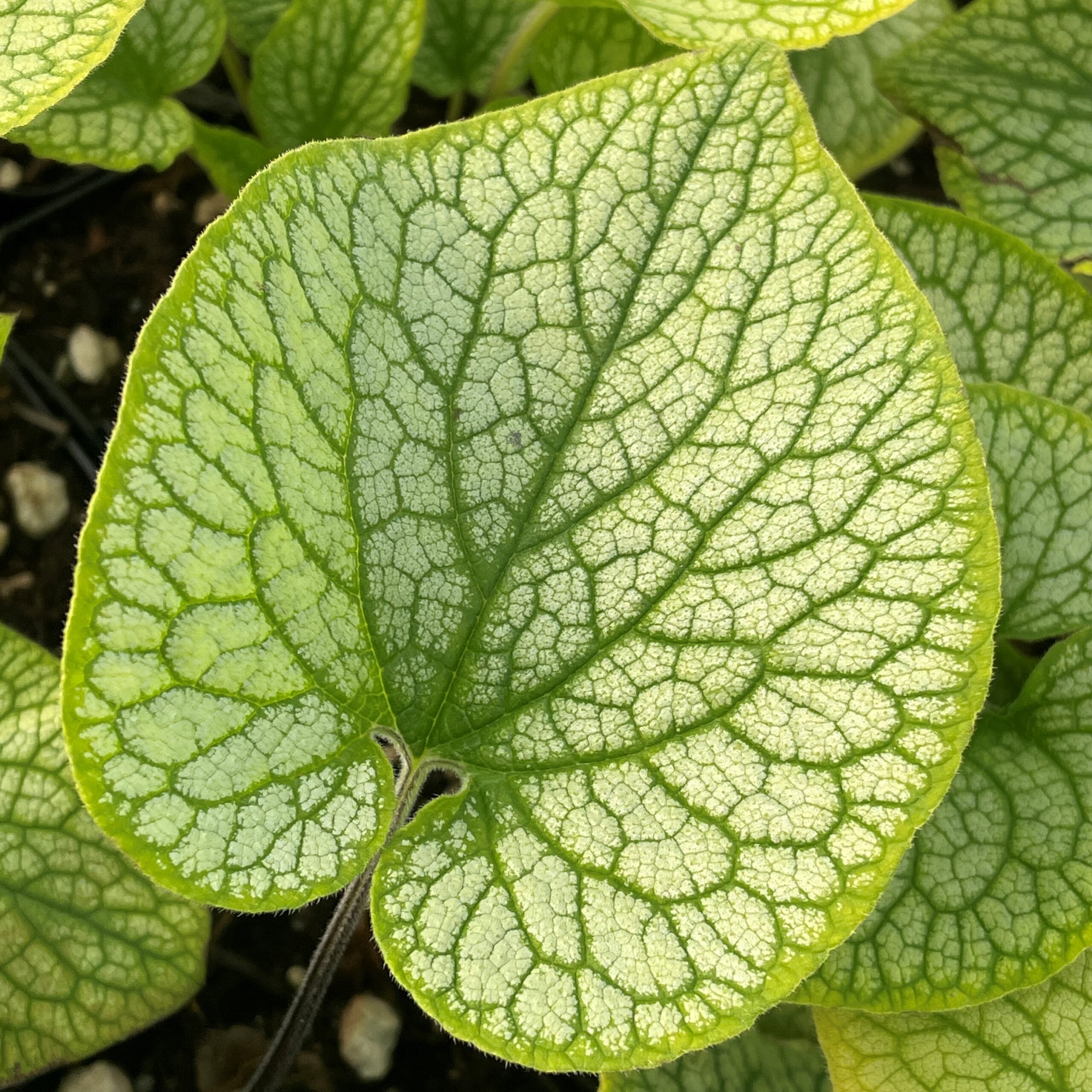 Brunnera macrophylla 'Alexander's Great' - Heartleaf Brunnera USPP ...