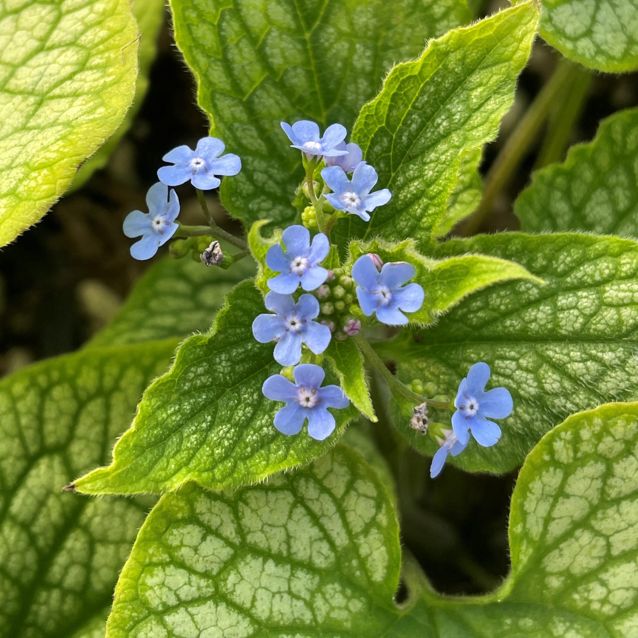 Brunnera macrophylla 'Alexander's Great' - Heartleaf Brunnera USPP ...