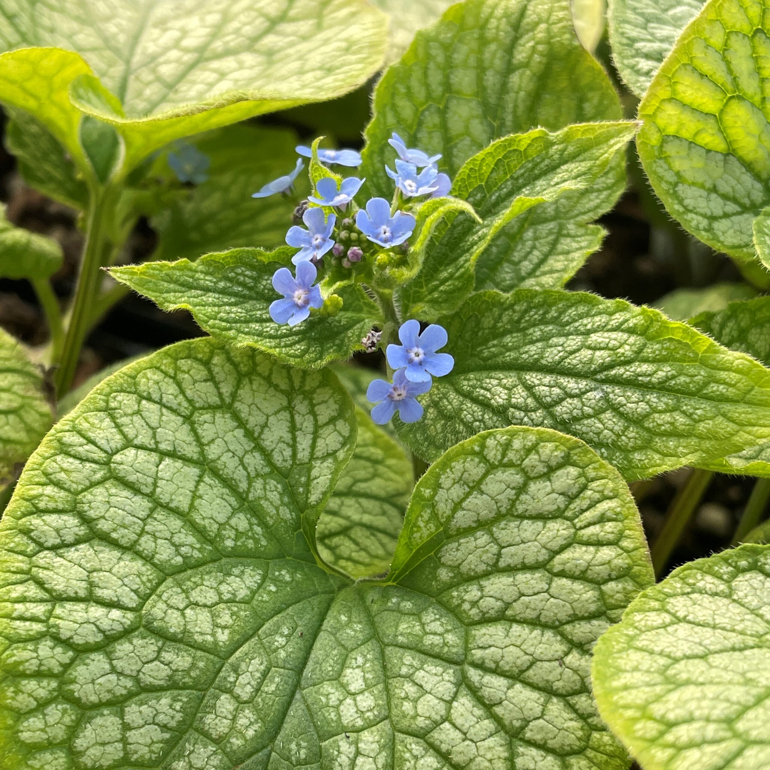 Brunnera macrophylla 'Alexander's Great' - Heartleaf Brunnera USPP ...