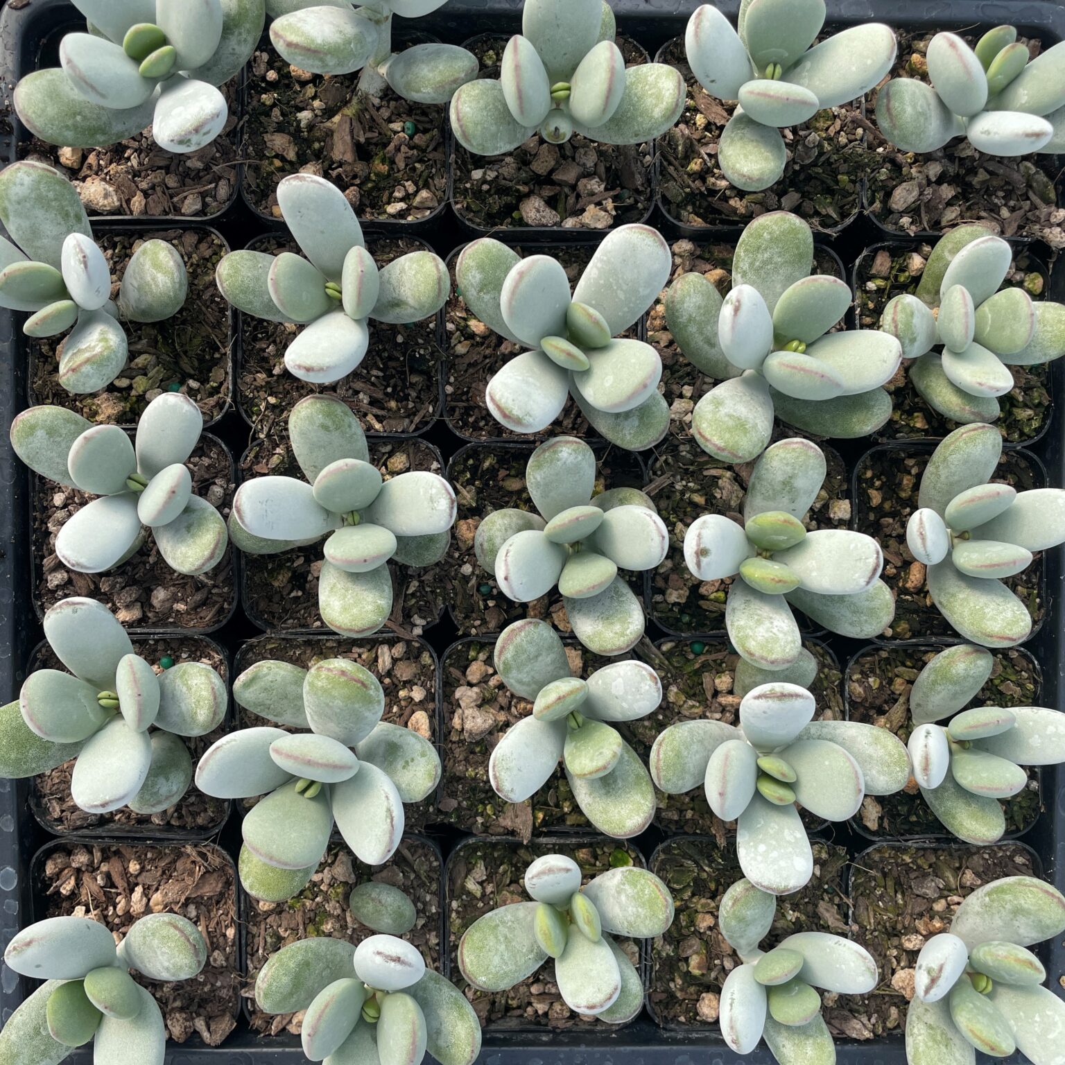 Cotyledon orbiculata 'Higginsiae' - Pig's Ear Succulent (2" Pot ...