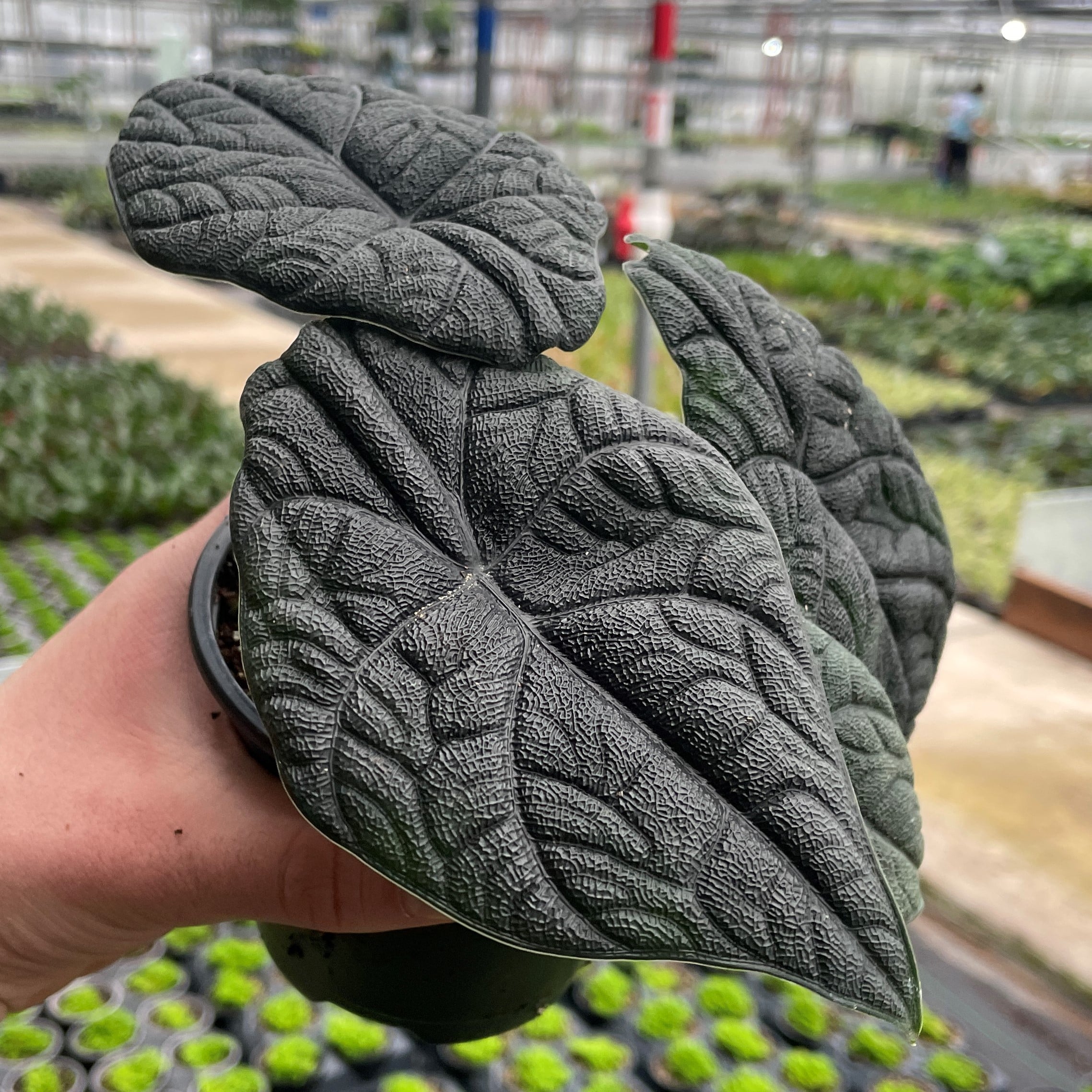Alocasia 'Melo' - Jewel Alocasia (4.5" Pot) | Little Prince of Oregon ...