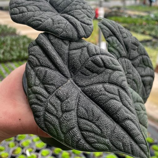 Alocasia 'Melo' - Jewel Alocasia (4.5" Pot) | Little Prince of Oregon ...